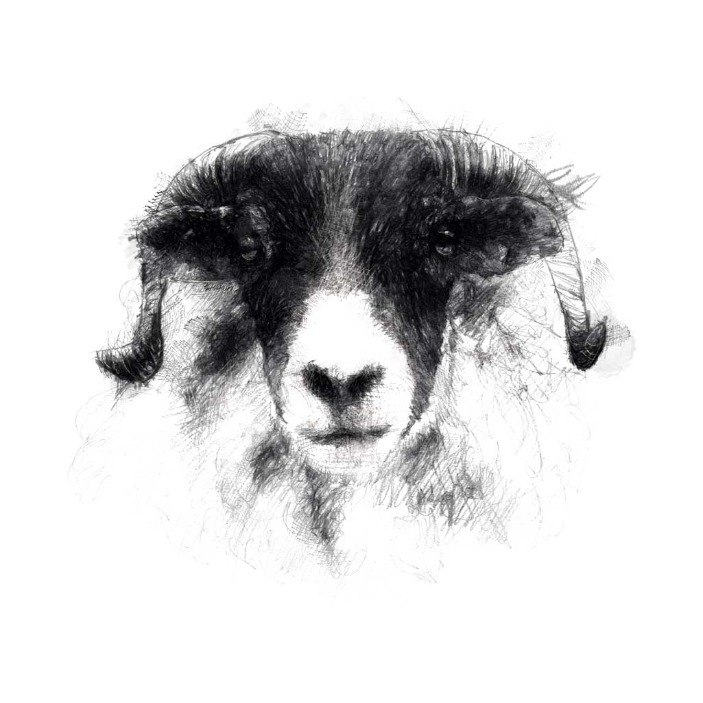 Original Black-faced sheep sketch | SeanBriggs