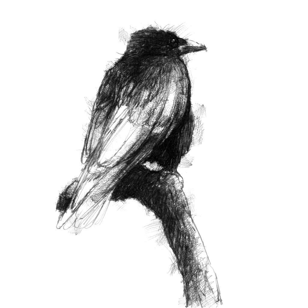 Original Carrion crow sketch | SeanBriggs