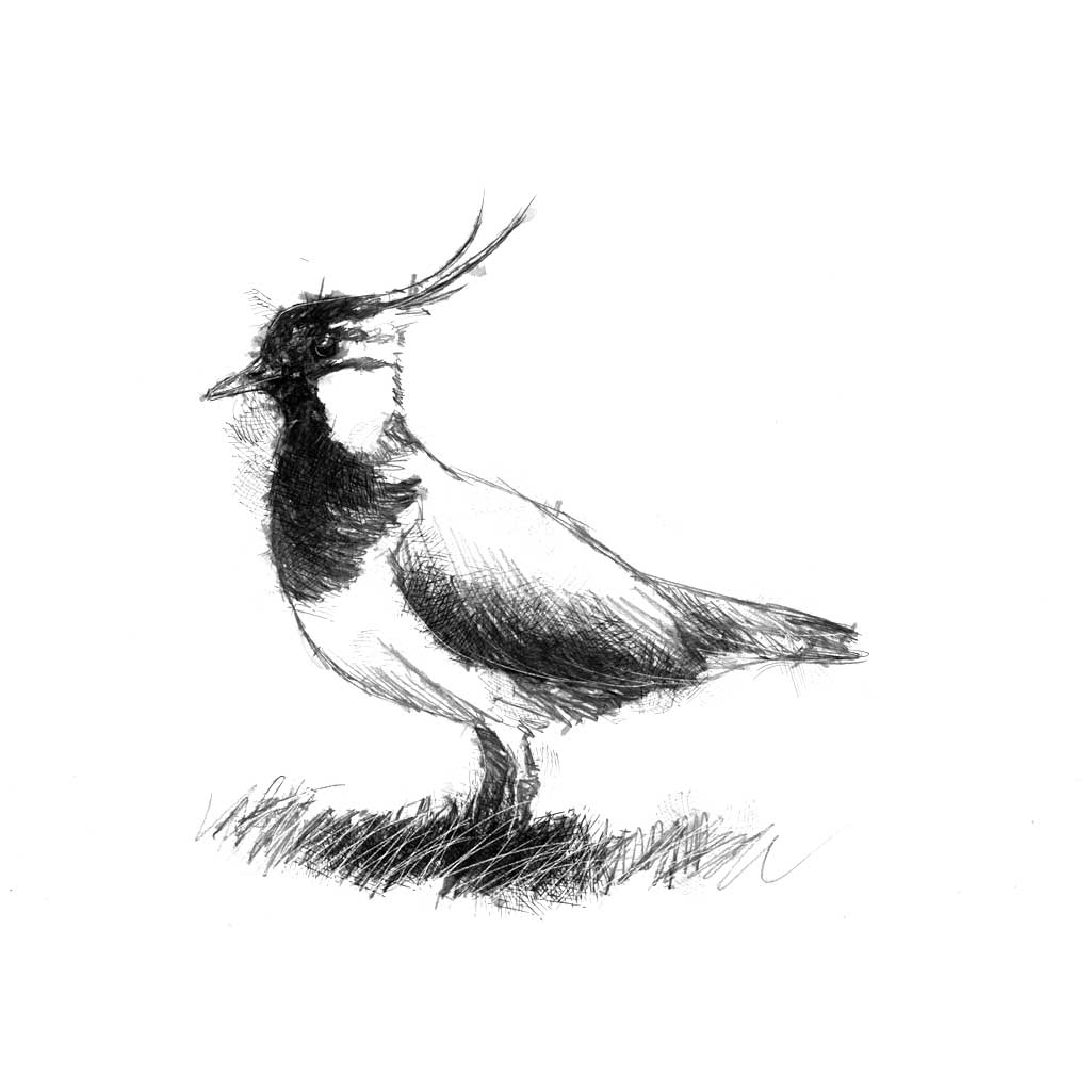 Original Lapwing sketch | SeanBriggs