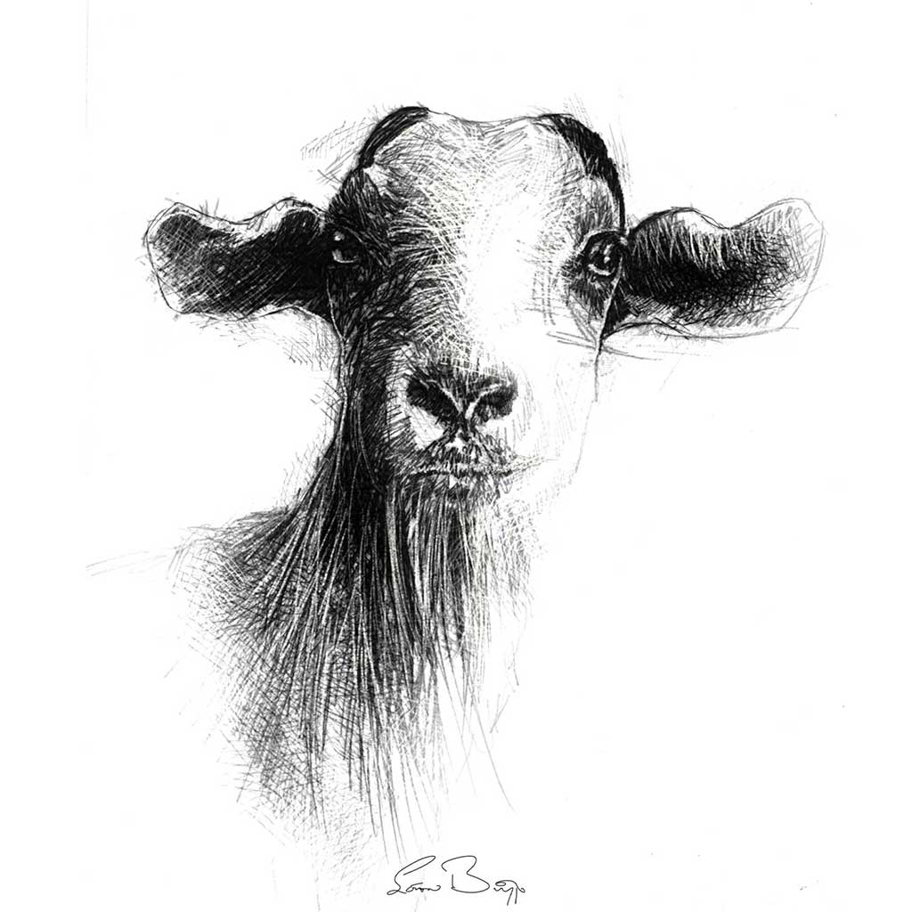 Original Goat sketch | SeanBriggs