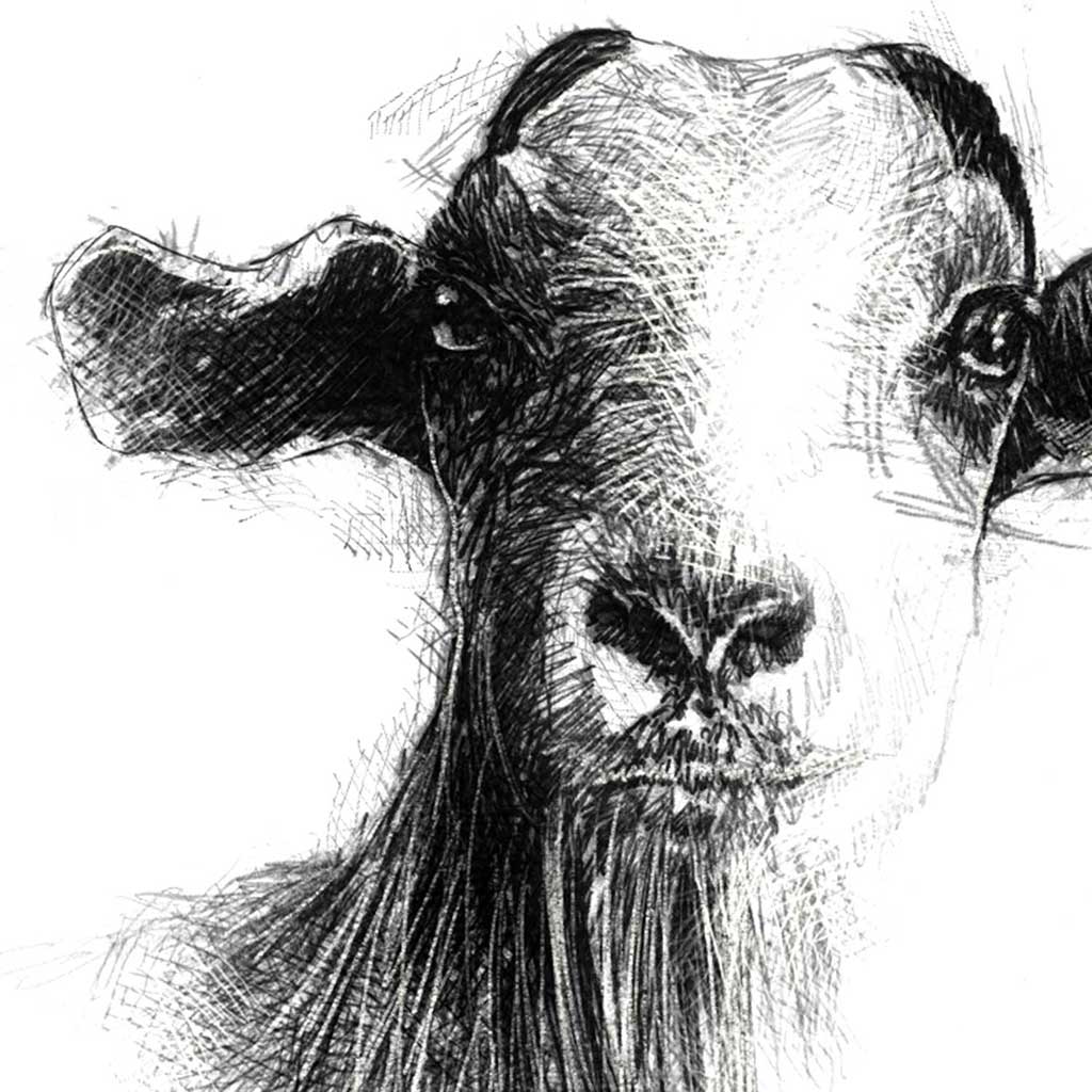 Original Goat sketch | SeanBriggs
