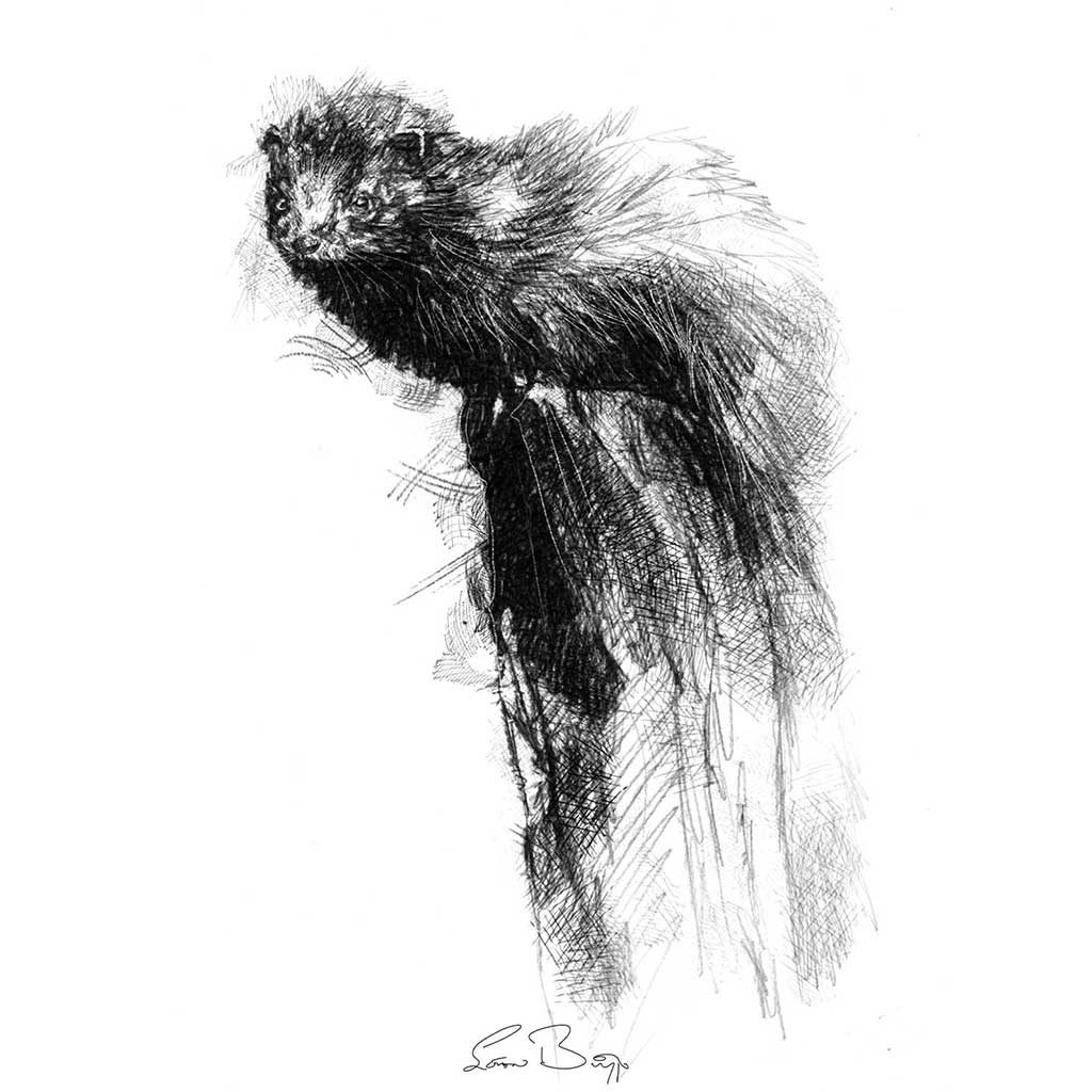 Original Mink sketch | SeanBriggs