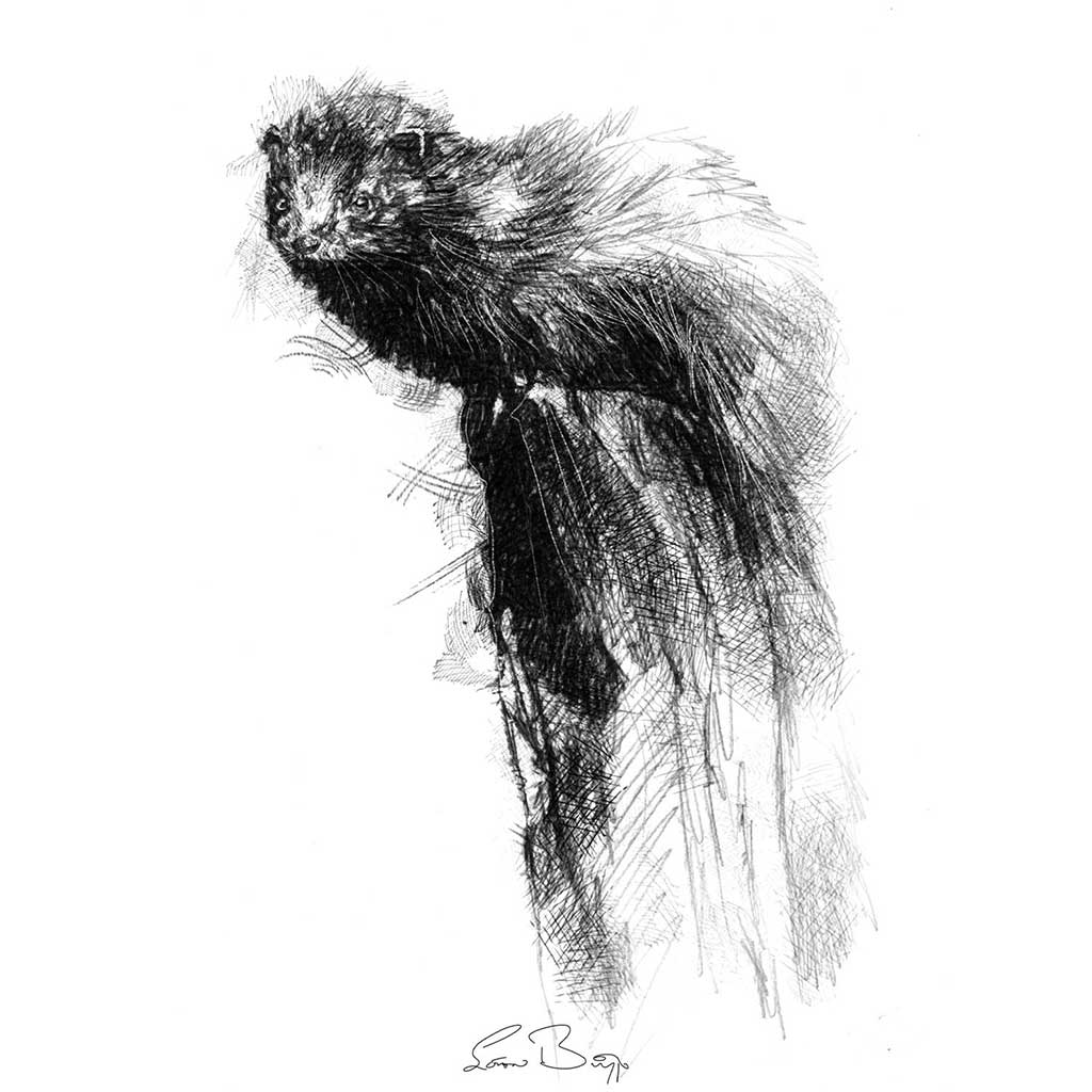 Original Mink sketch | SeanBriggs