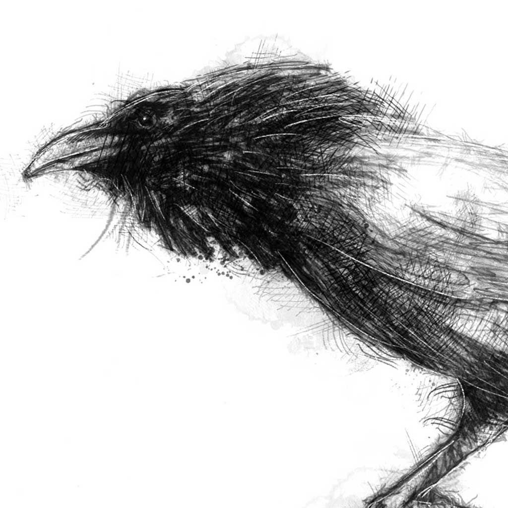 Original Raven sketch | SeanBriggs