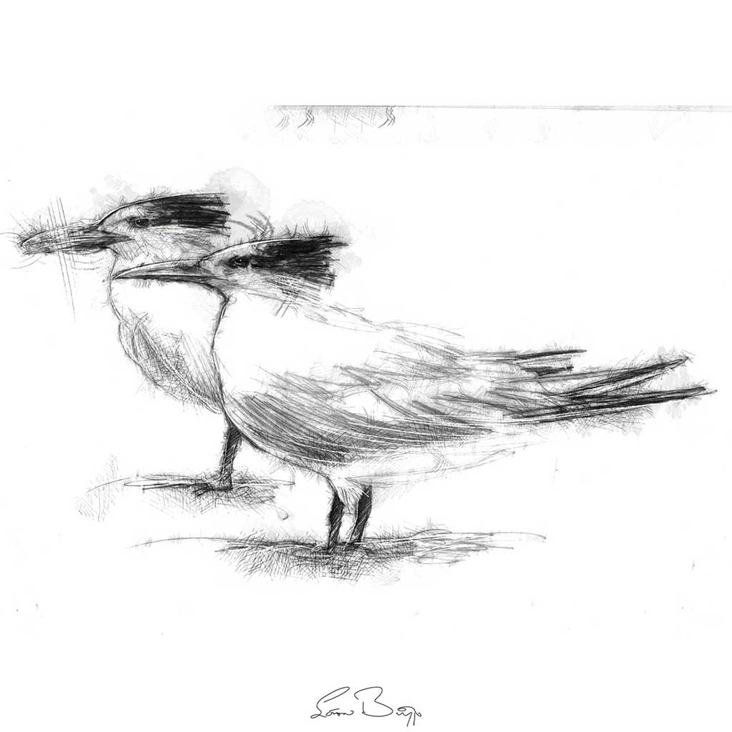 Original Terns sketch | SeanBriggs