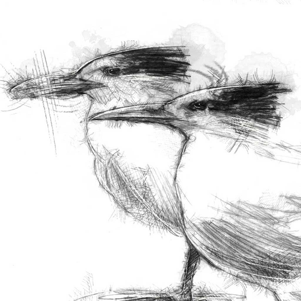 Original Terns sketch | SeanBriggs