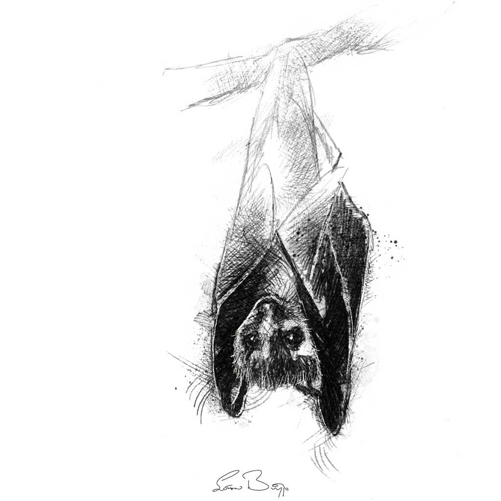 Original Bat sketch | SeanBriggs