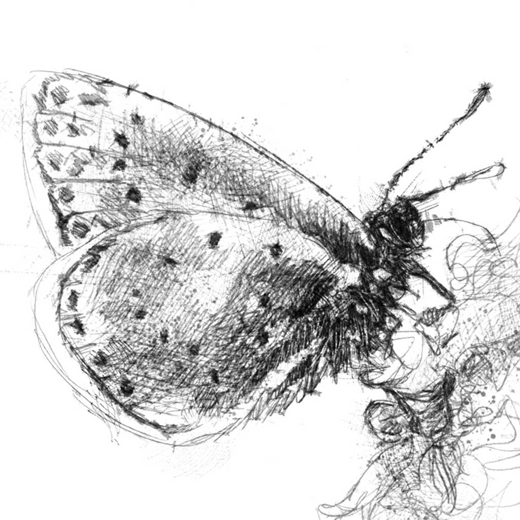 Original Common blue sketch | SeanBriggs