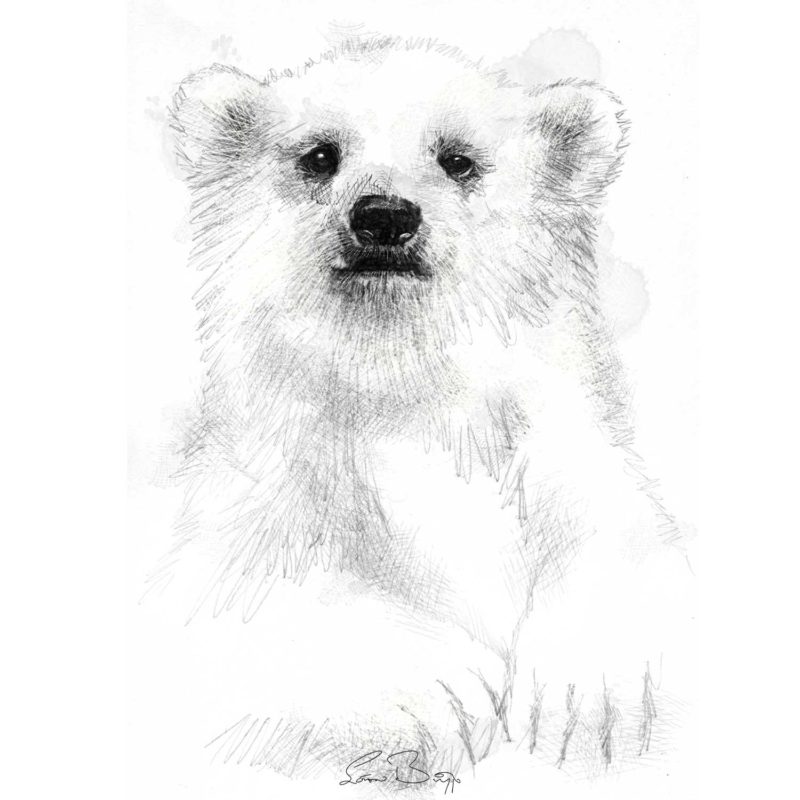 Original Polar bear cub sketch | SeanBriggs