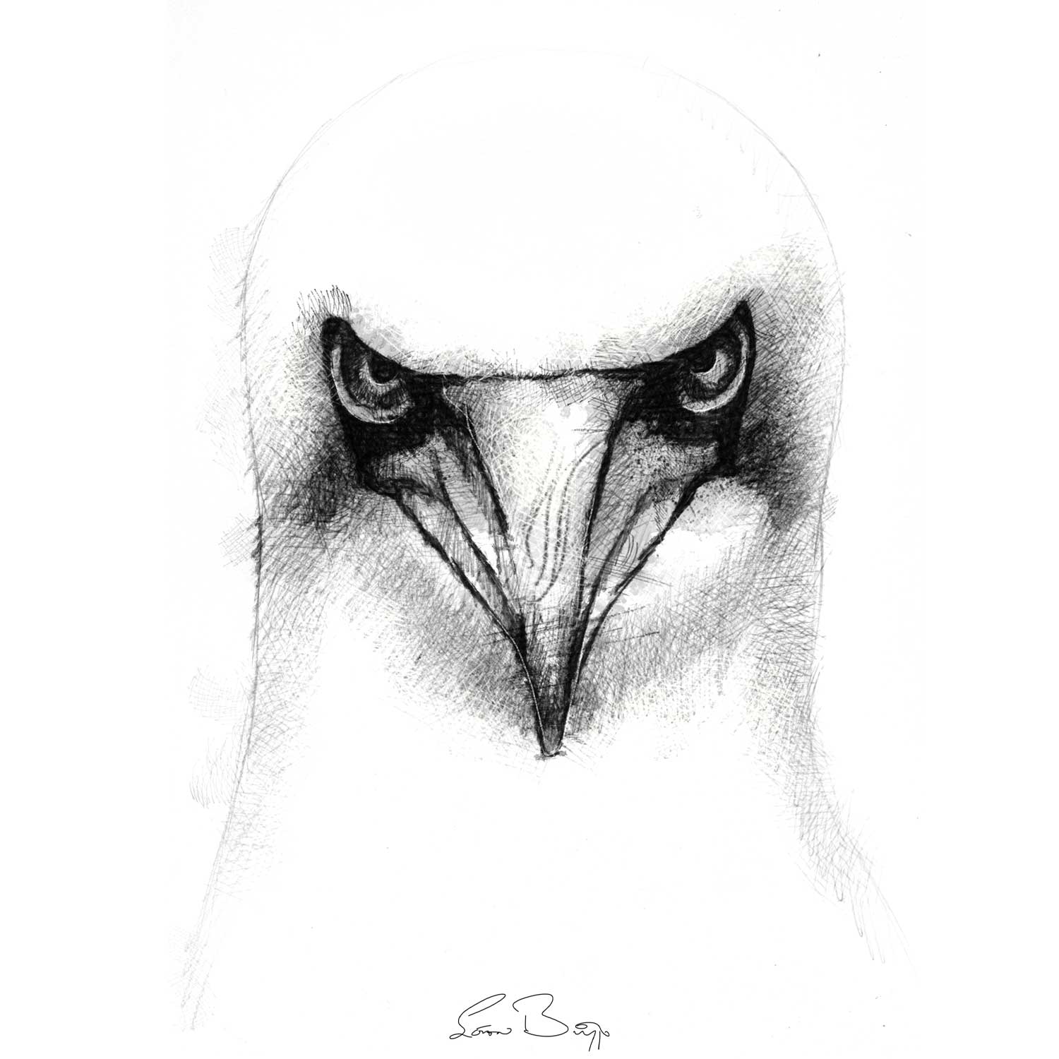 Original Gannet sketch | SeanBriggs