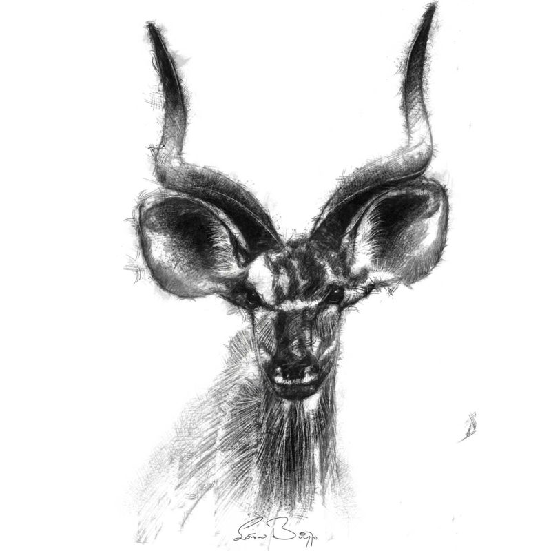 Original Kudu sketch | SeanBriggs