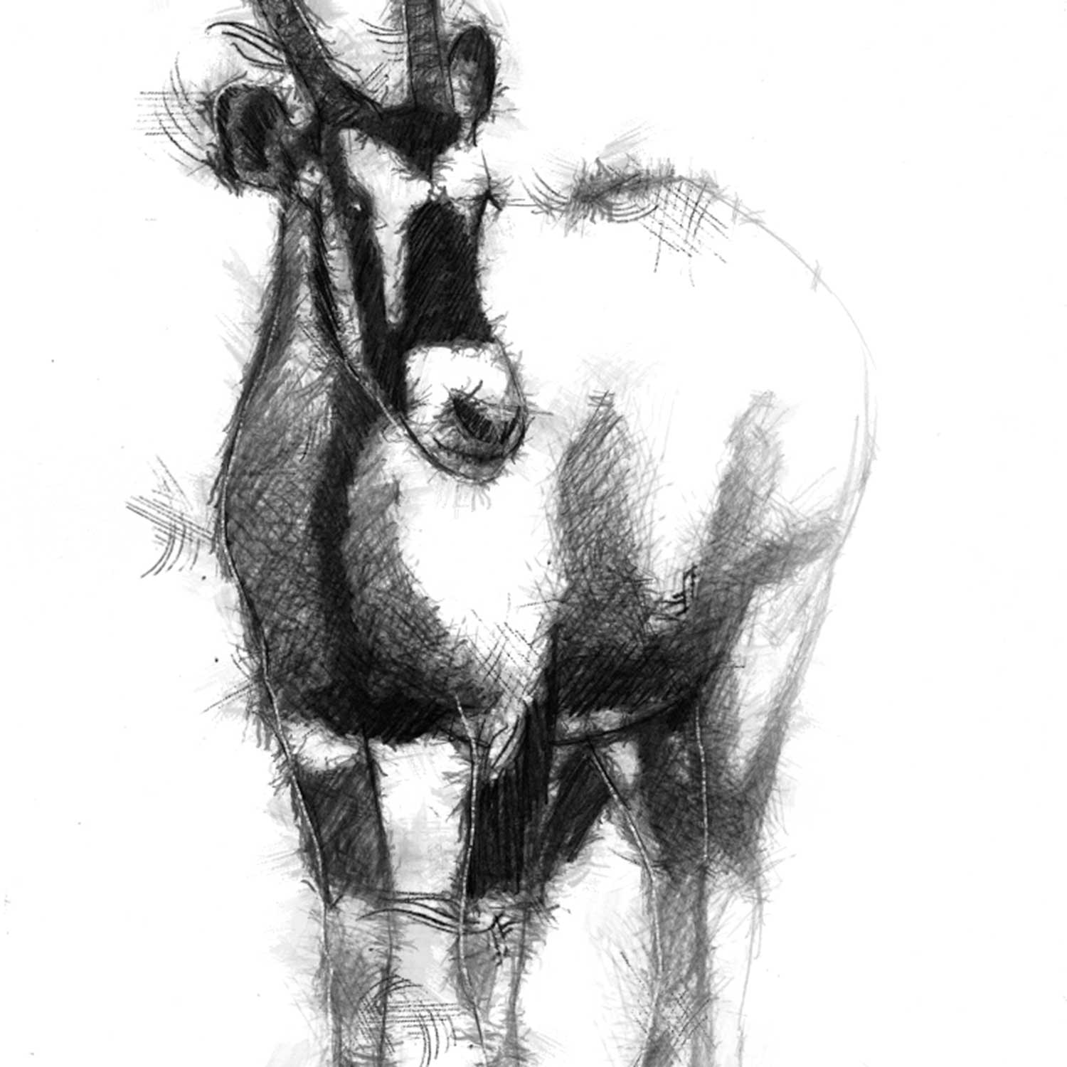 Original Oryx sketch | SeanBriggs