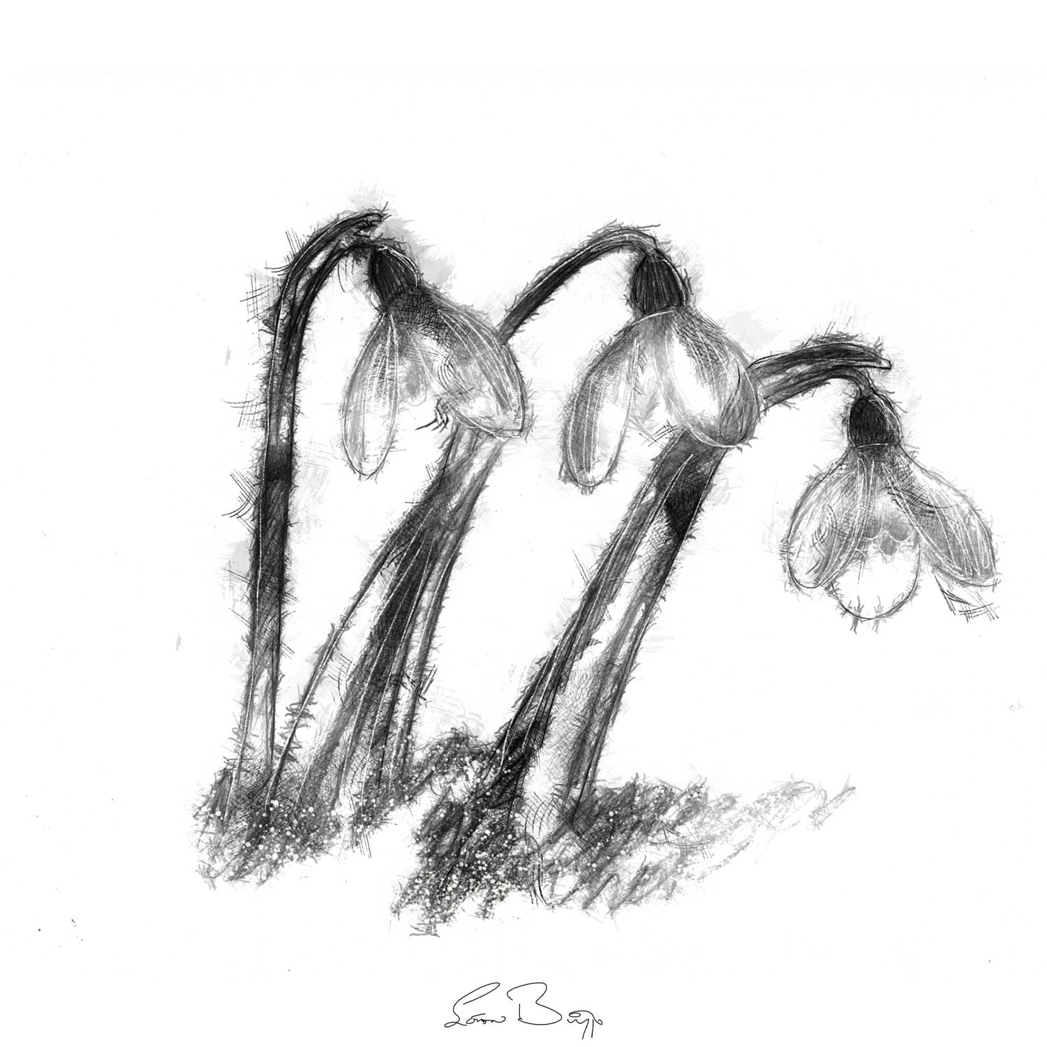 Original Snowdrops sketch | SeanBriggs