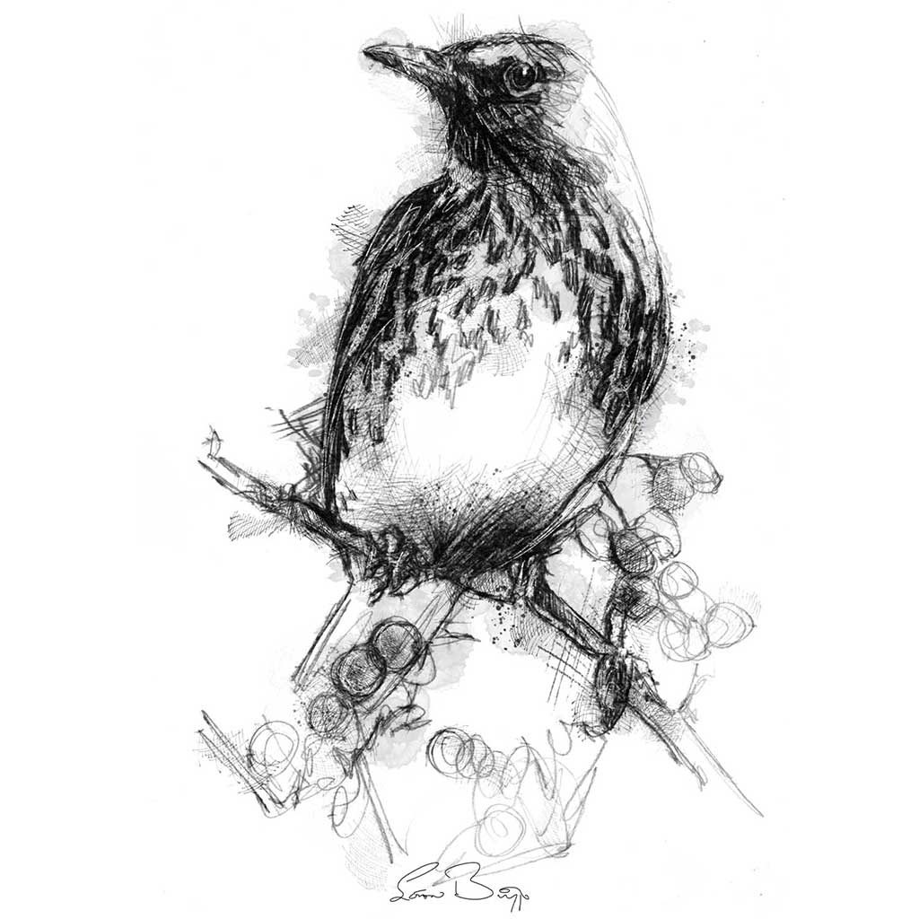 Original Thrush sketch | SeanBriggs