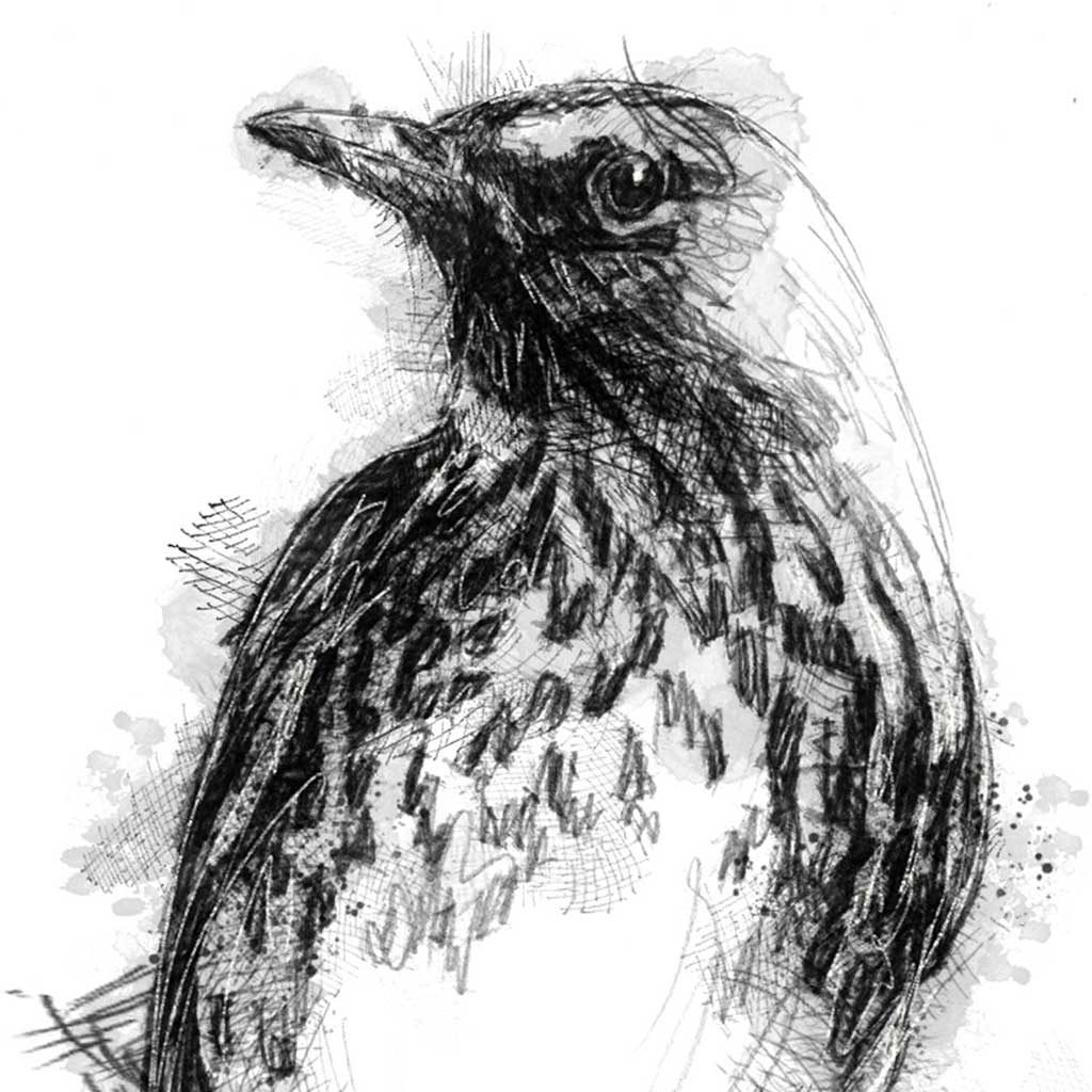 Original Thrush sketch | SeanBriggs