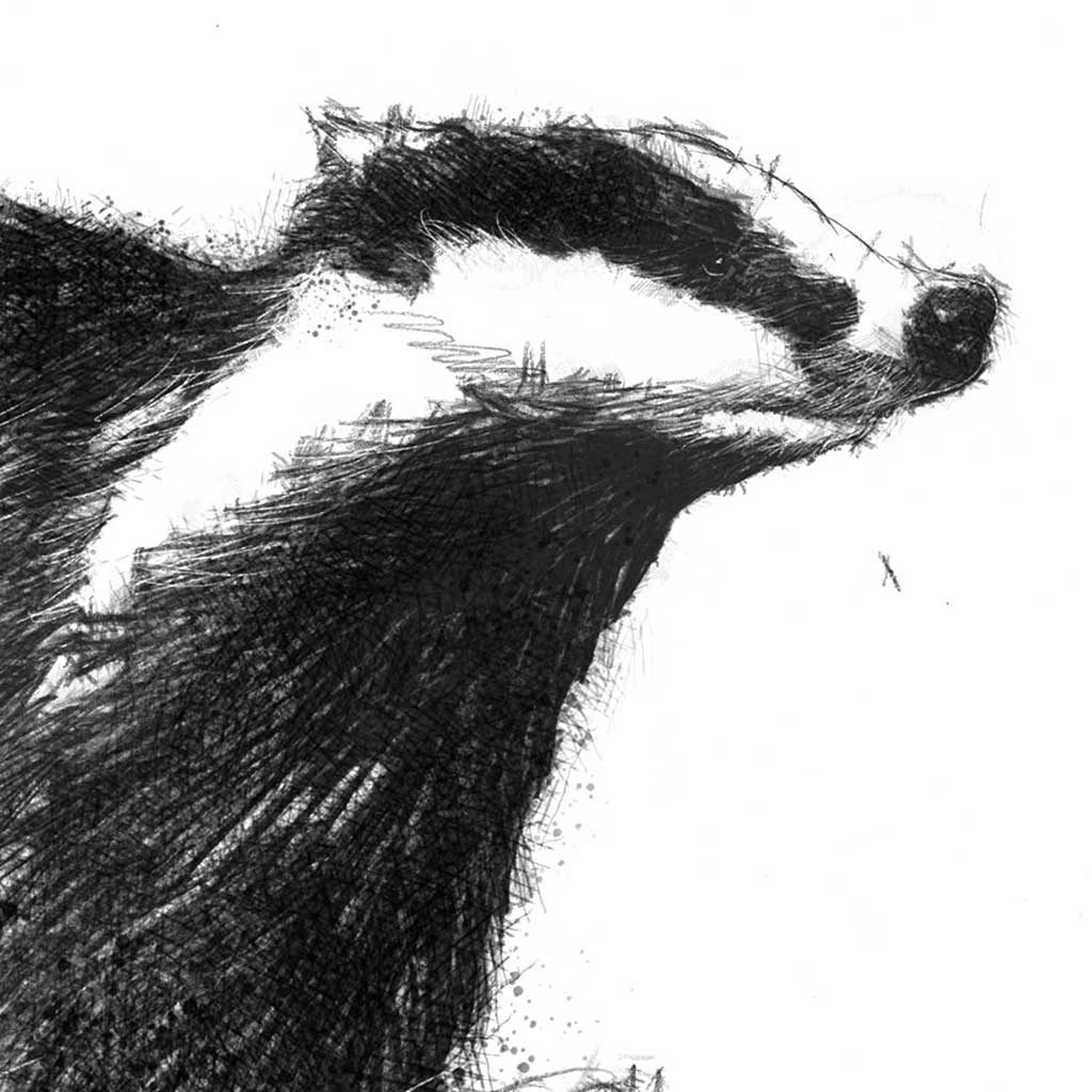 Original Badger sketch | SeanBriggs