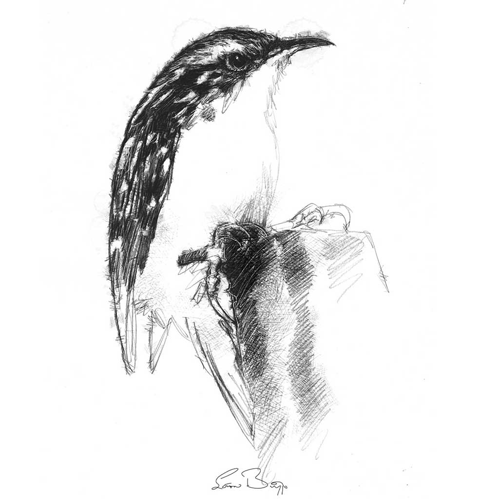 Original Tree creeper sketch | SeanBriggs