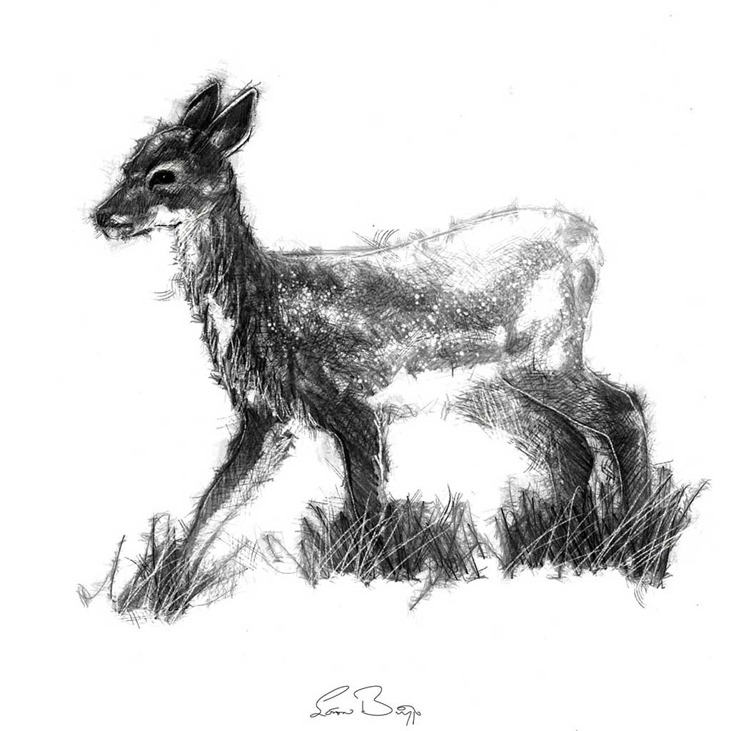 Original Fallow deer fawn sketch | SeanBriggs