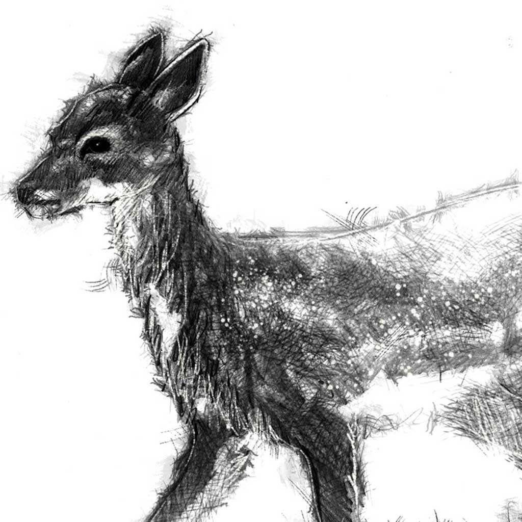 Original Fallow deer fawn sketch | SeanBriggs