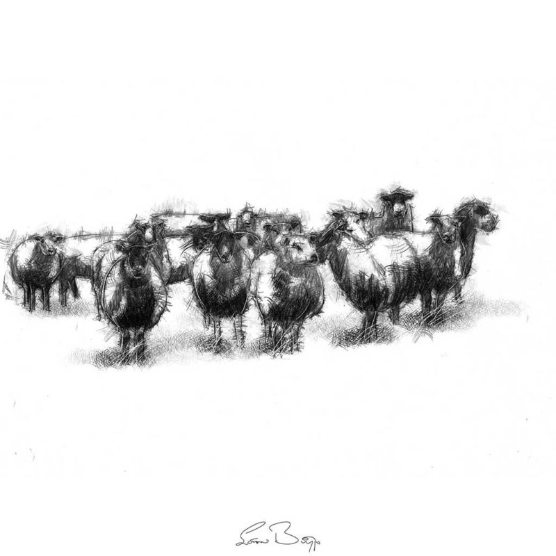 Original Sheep flock sketch | SeanBriggs