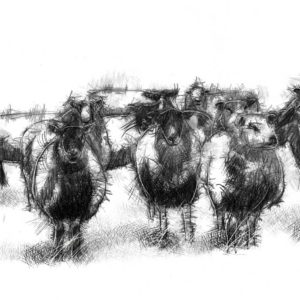 Original Sheep flock sketch | SeanBriggs