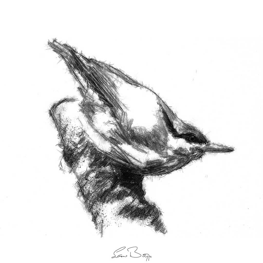 Original Nuthatch sketch | SeanBriggs
