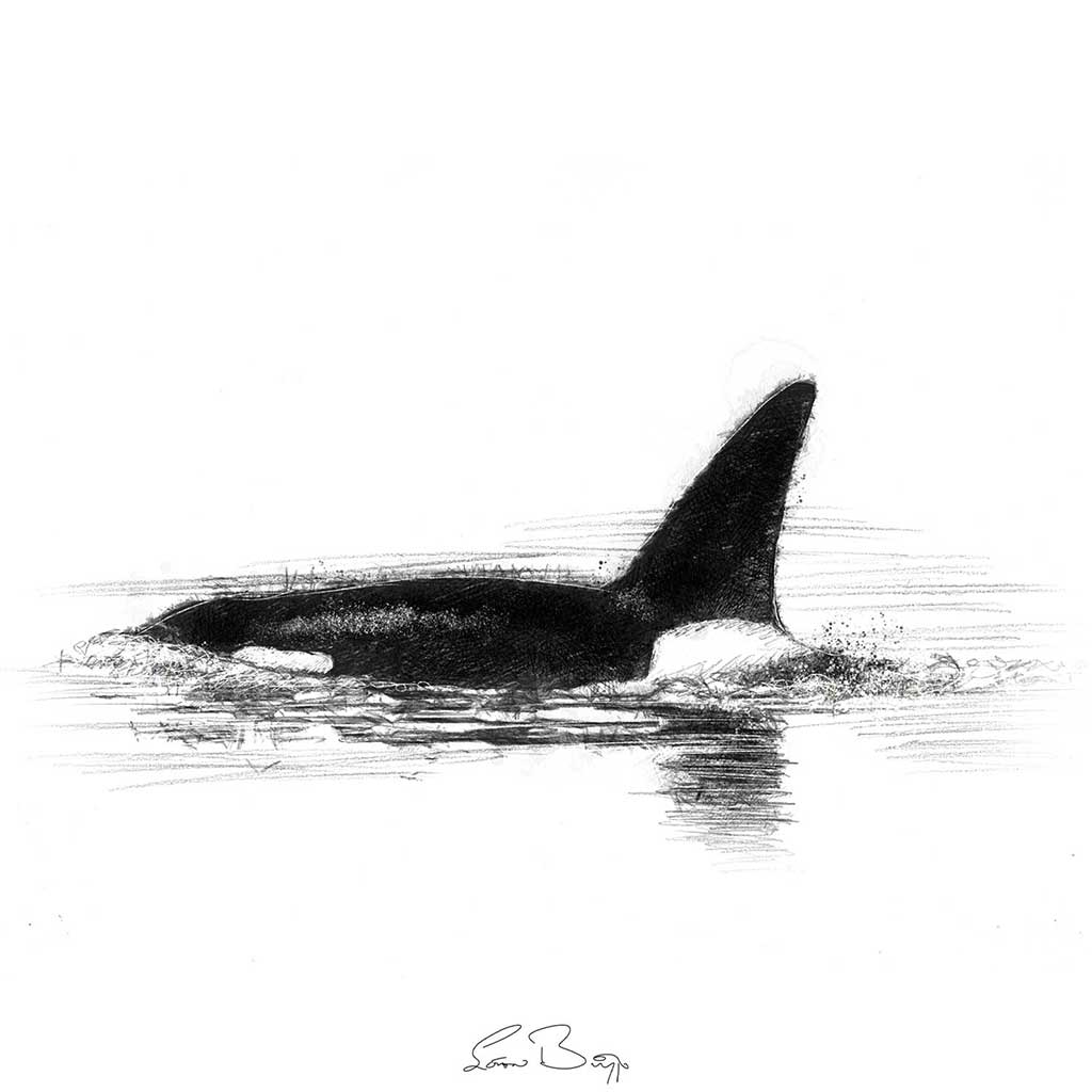 Original Orca sketch | SeanBriggs