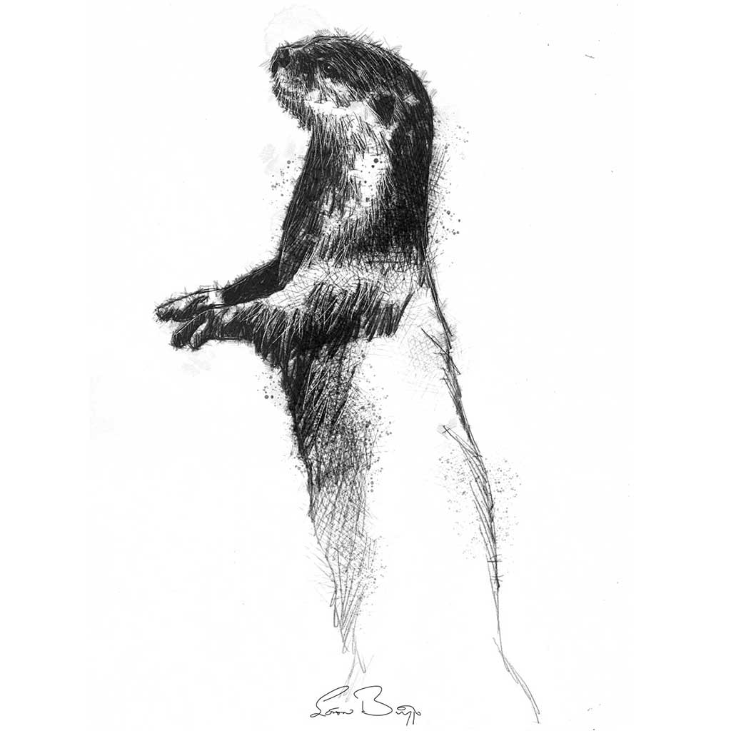Original Otter sketch | SeanBriggs