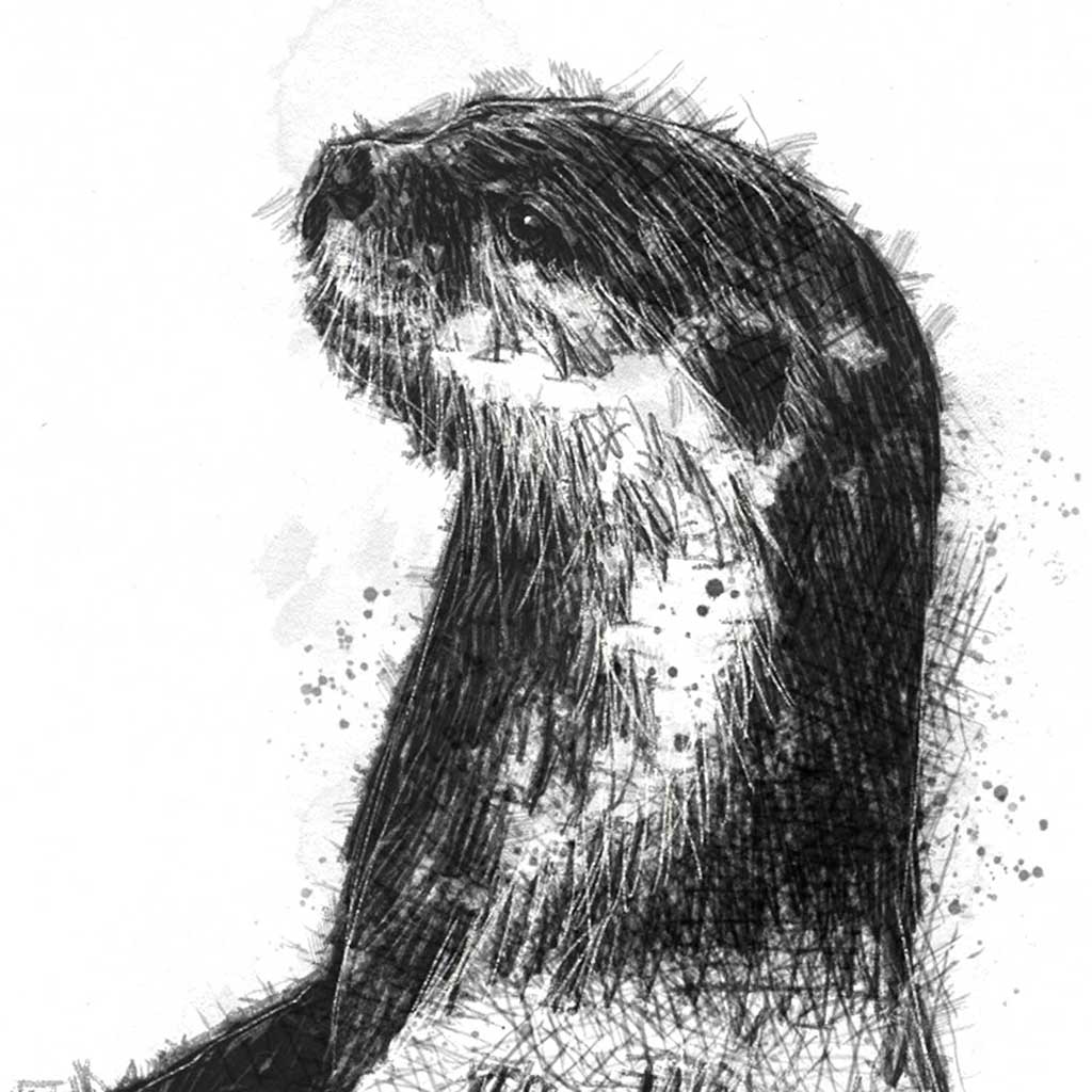Original Otter sketch | SeanBriggs