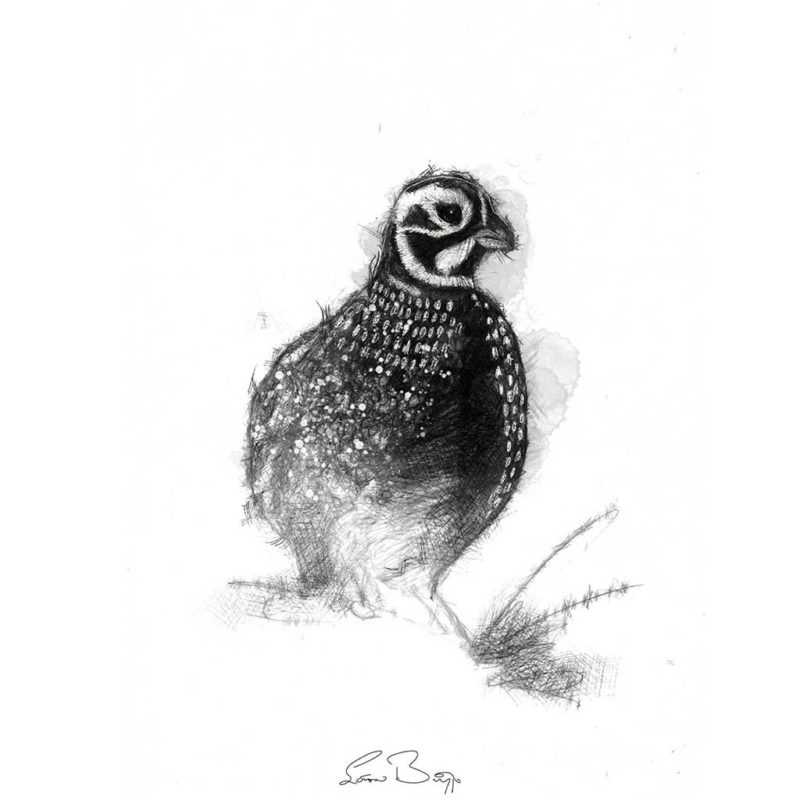Original Quail sketch | SeanBriggs