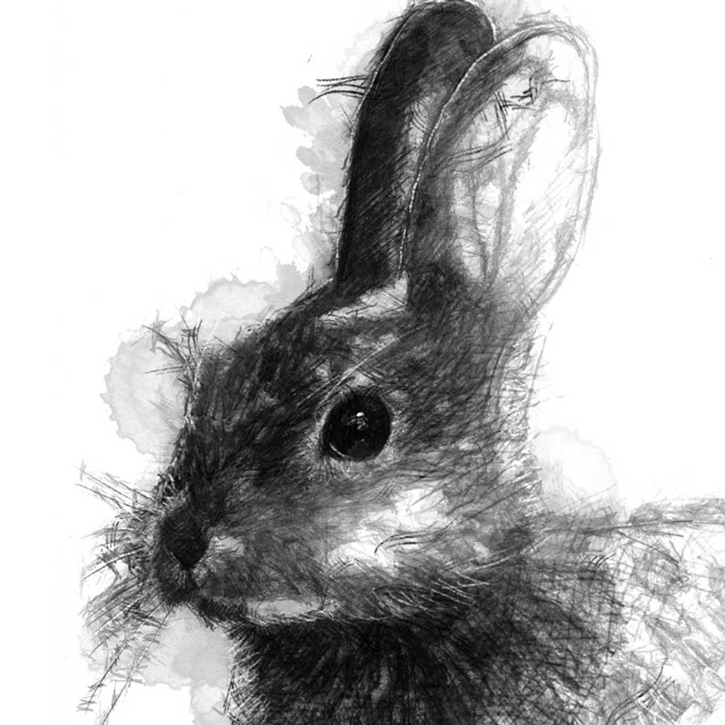 Original Rabbit sketch | SeanBriggs