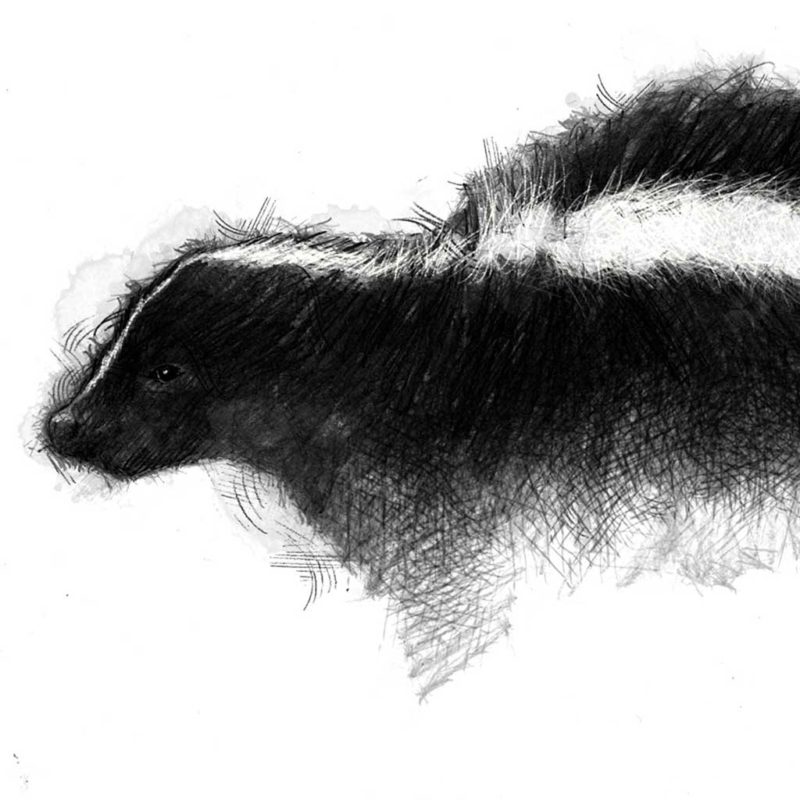Original Skunk sketch | SeanBriggs
