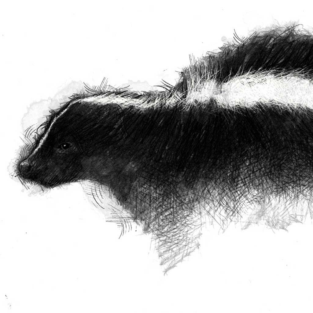 Original Skunk sketch | SeanBriggs