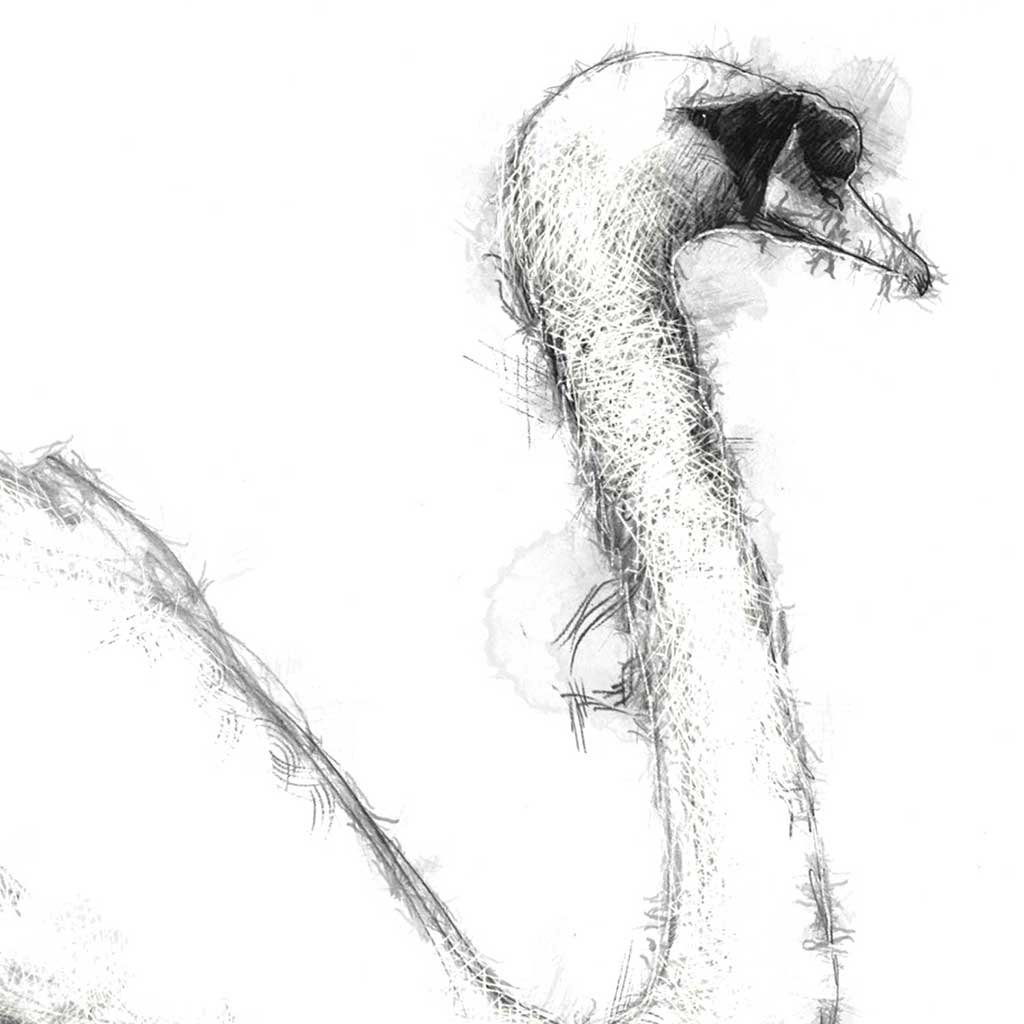 Original swan sketch | SeanBriggs
