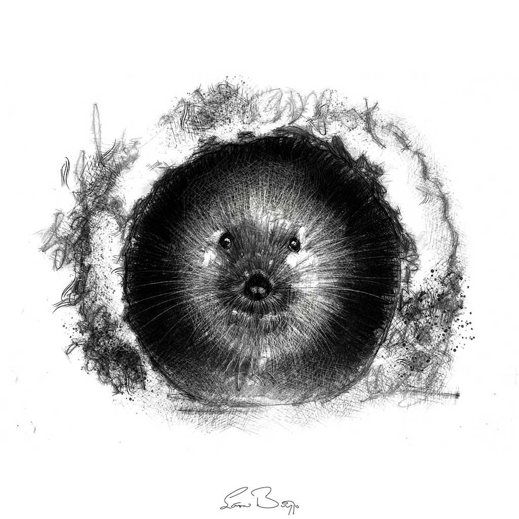 Original Water vole sketch | SeanBriggs