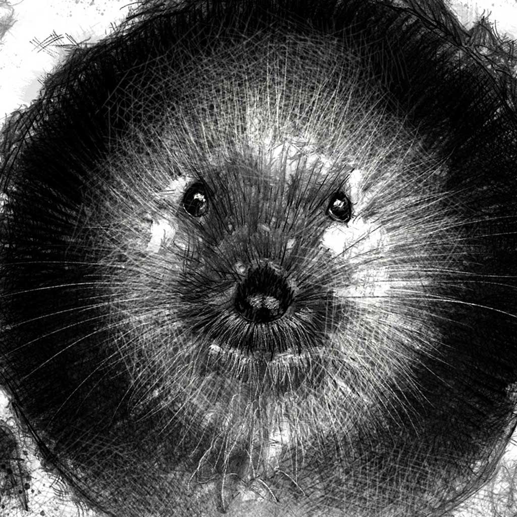 Original Water vole sketch | SeanBriggs