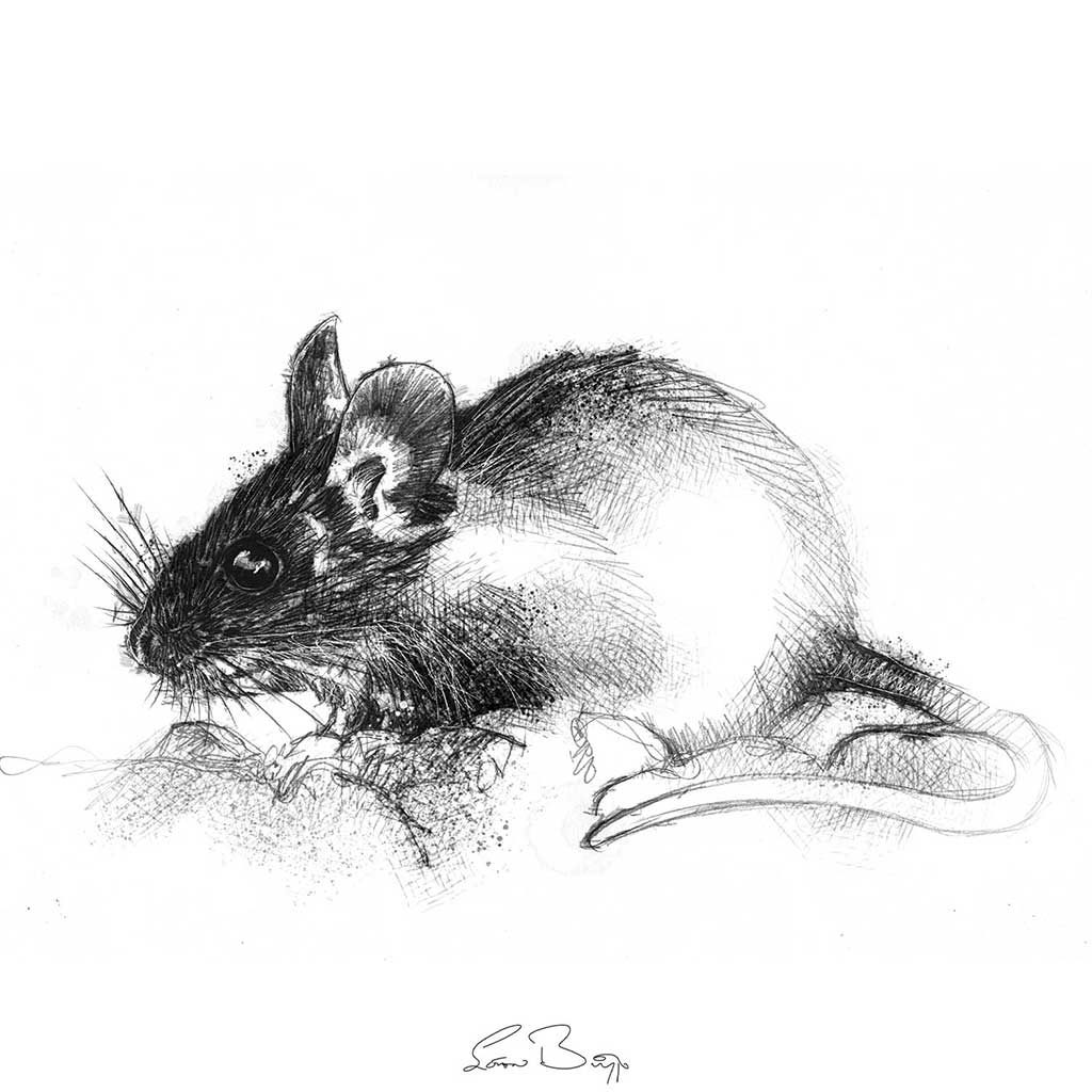 Original wood mouse sketch | SeanBriggs