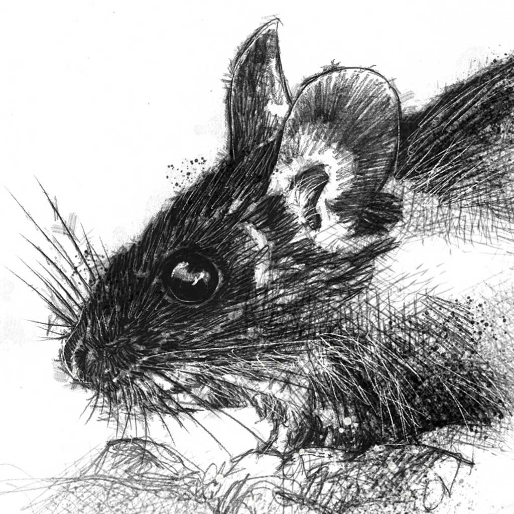 Original wood mouse sketch | SeanBriggs