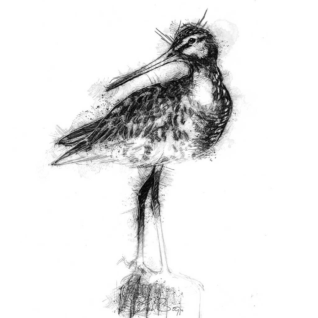 Original Godwit sketch | SeanBriggs