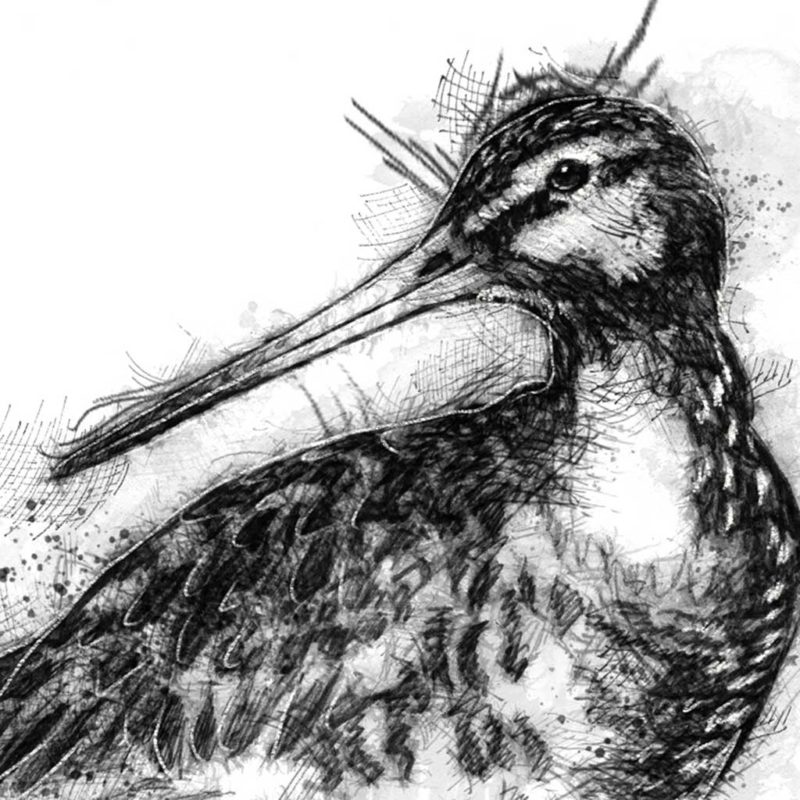 Original Godwit sketch | SeanBriggs