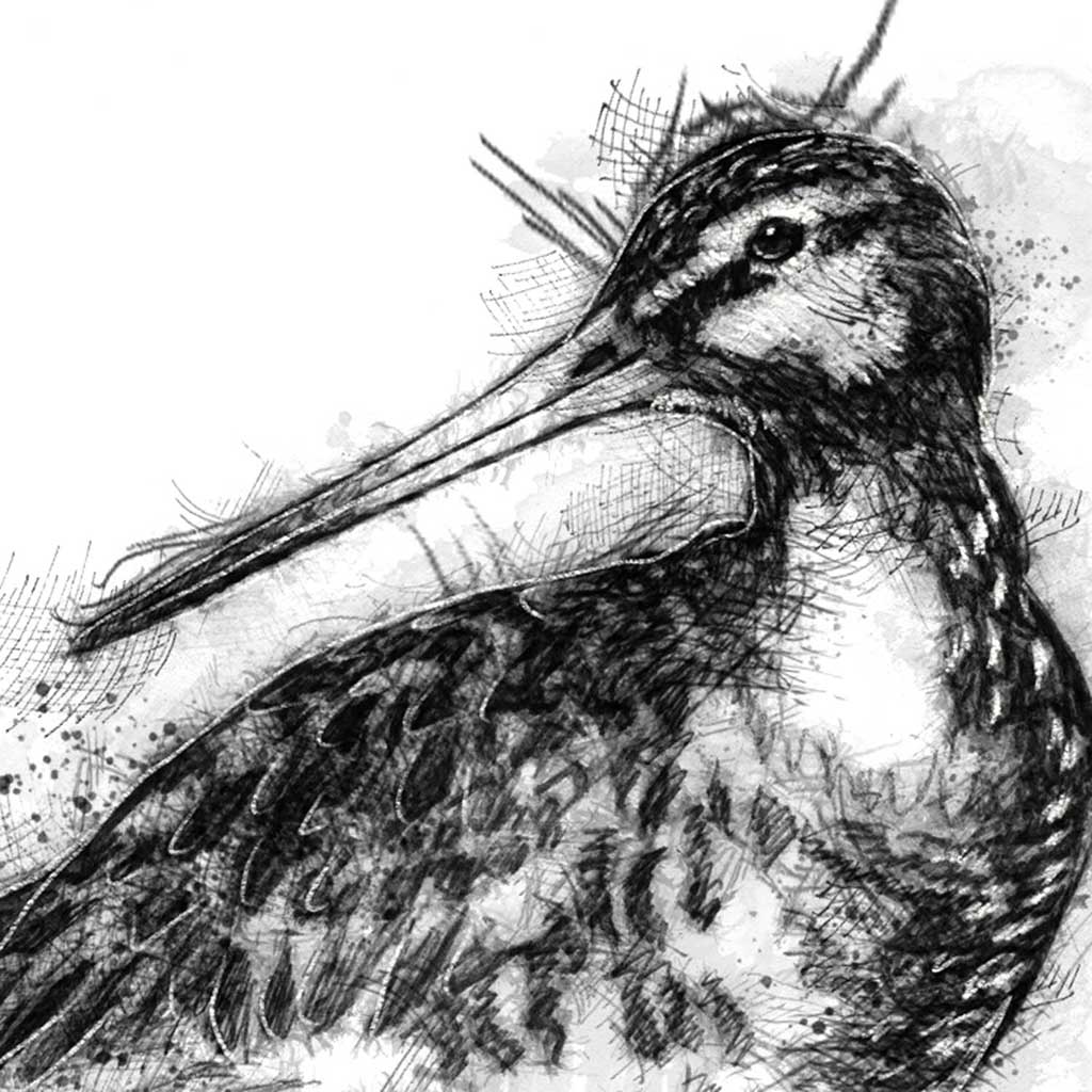 Original Godwit sketch | SeanBriggs