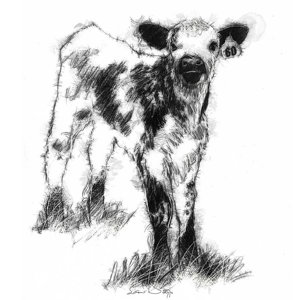 Original Speckled calf sketch | SeanBriggs