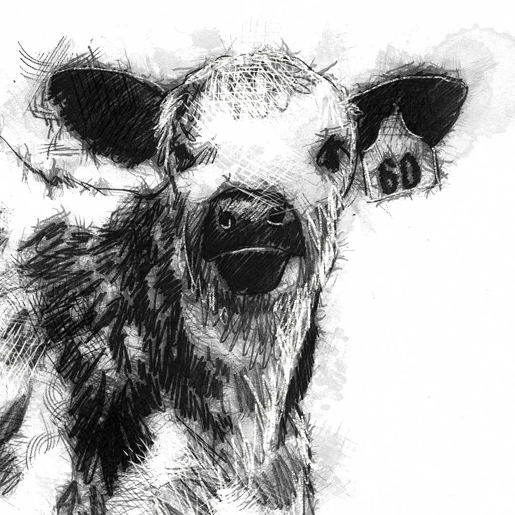 Original Speckled calf sketch | SeanBriggs
