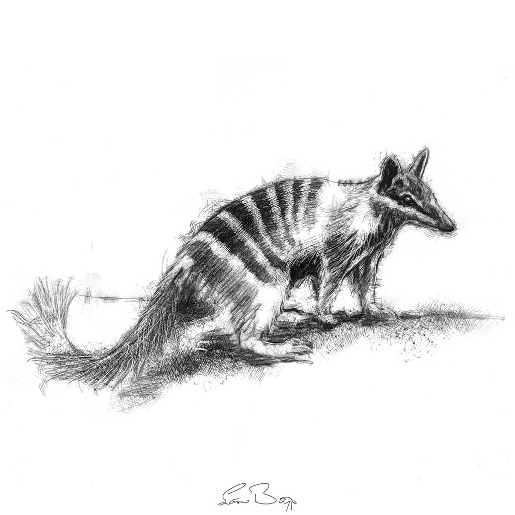 Original Numbat sketch | SeanBriggs