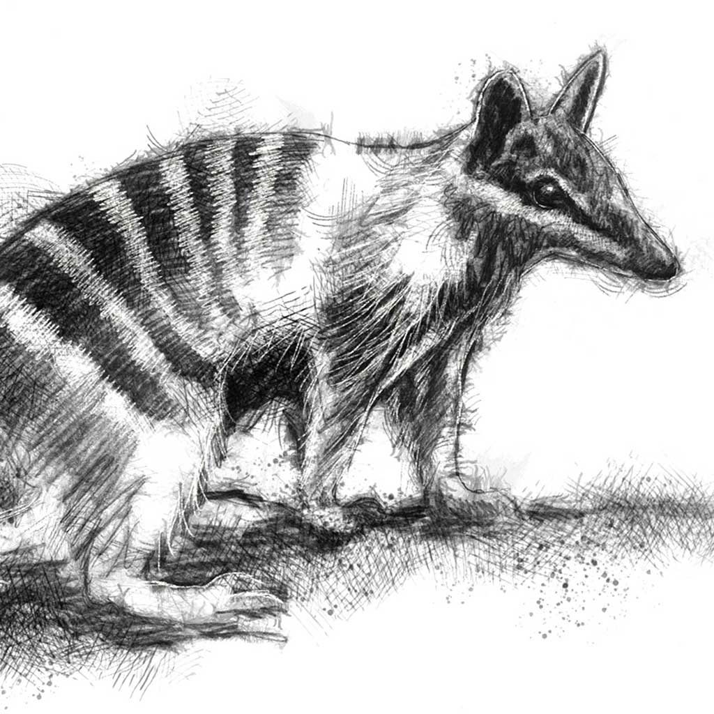 Original Numbat sketch | SeanBriggs