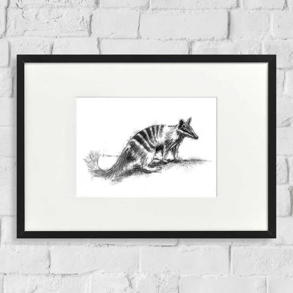 Original Numbat sketch | SeanBriggs