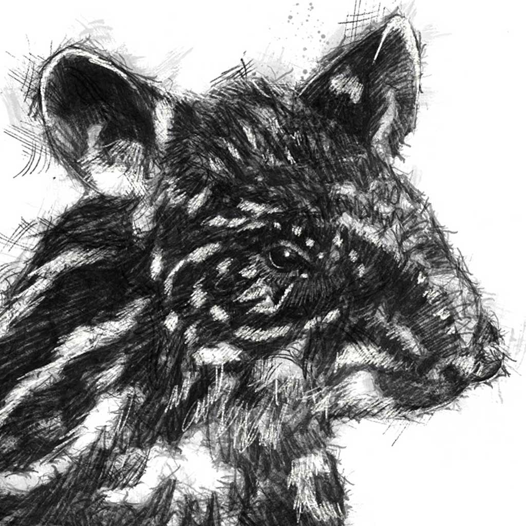 Original Baby tapir sketch | SeanBriggs