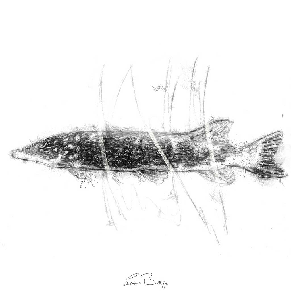 Original Pike fish sketch | SeanBriggs