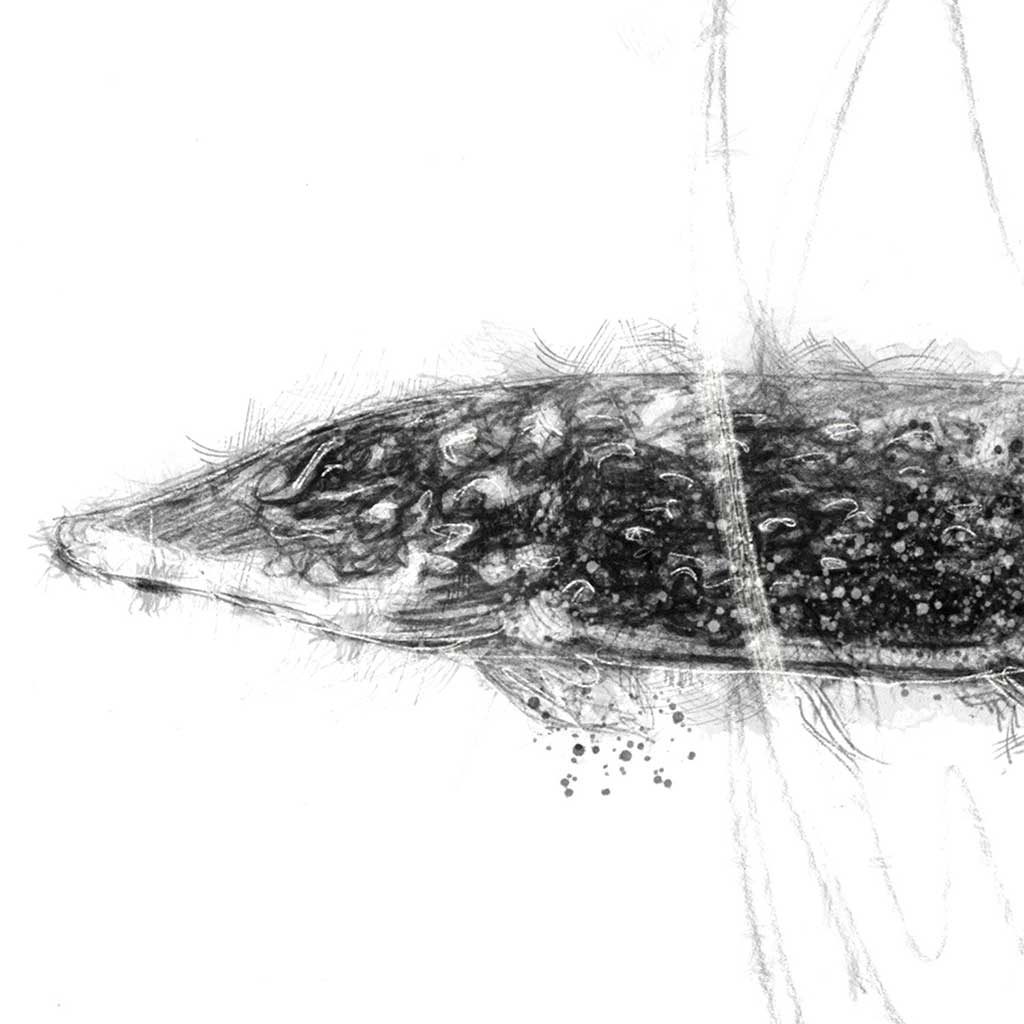 Original Pike fish sketch | SeanBriggs
