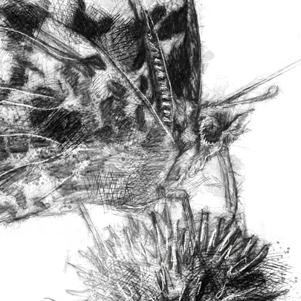 Original Butterfly sketch | SeanBriggs